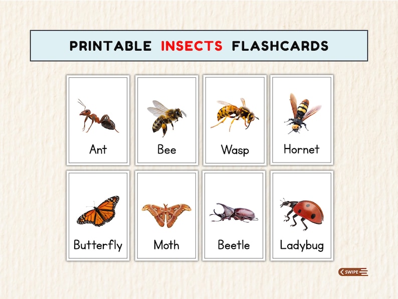 48 Realistic Insect Flashcards, Preschool Learning, Printable Nature ...