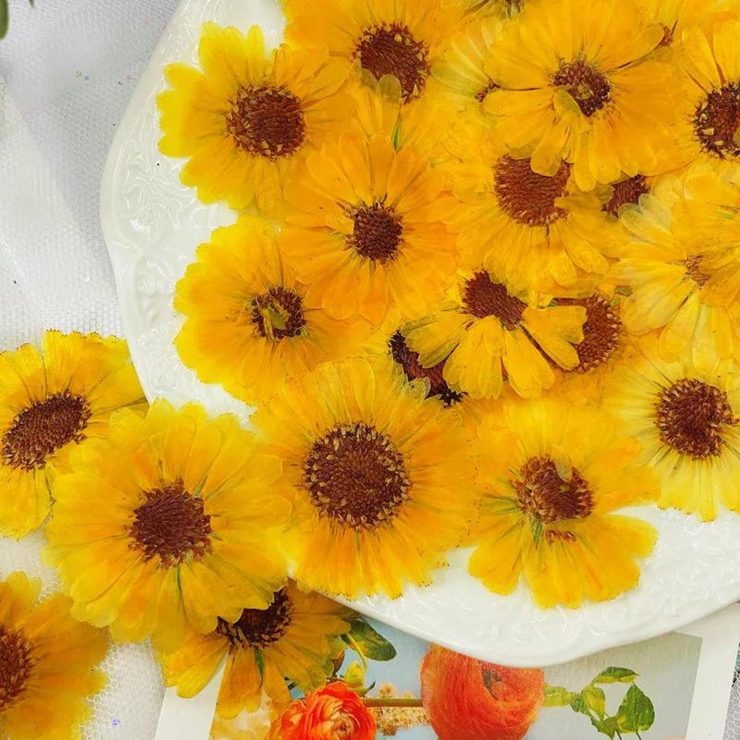 60pcs Pressed Dried Calendula Flowers, Natural Yellow Herbarium for ...