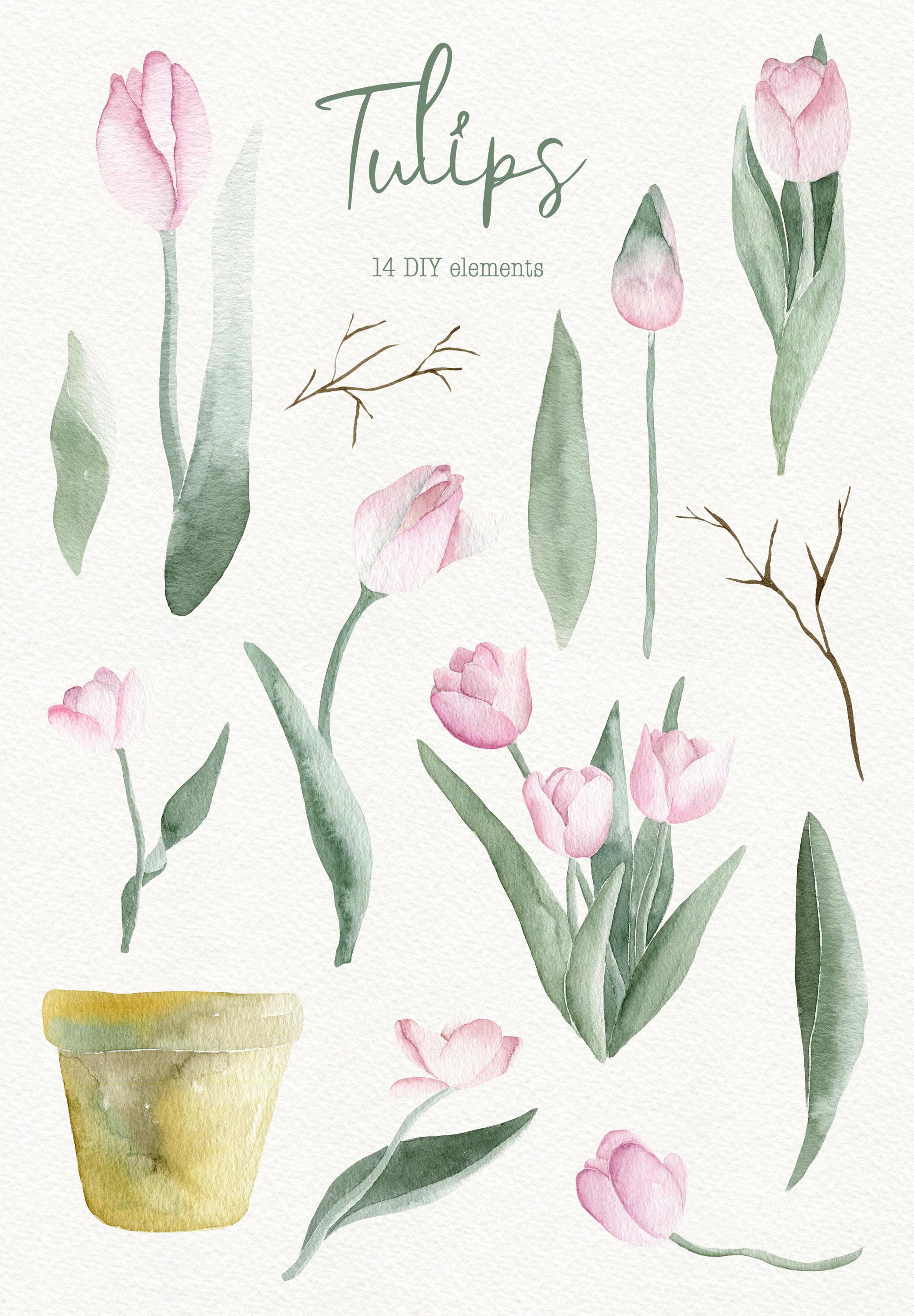 Watercolor Tulip Clipart Set – 30 Hand-painted PNG Illustrations ...