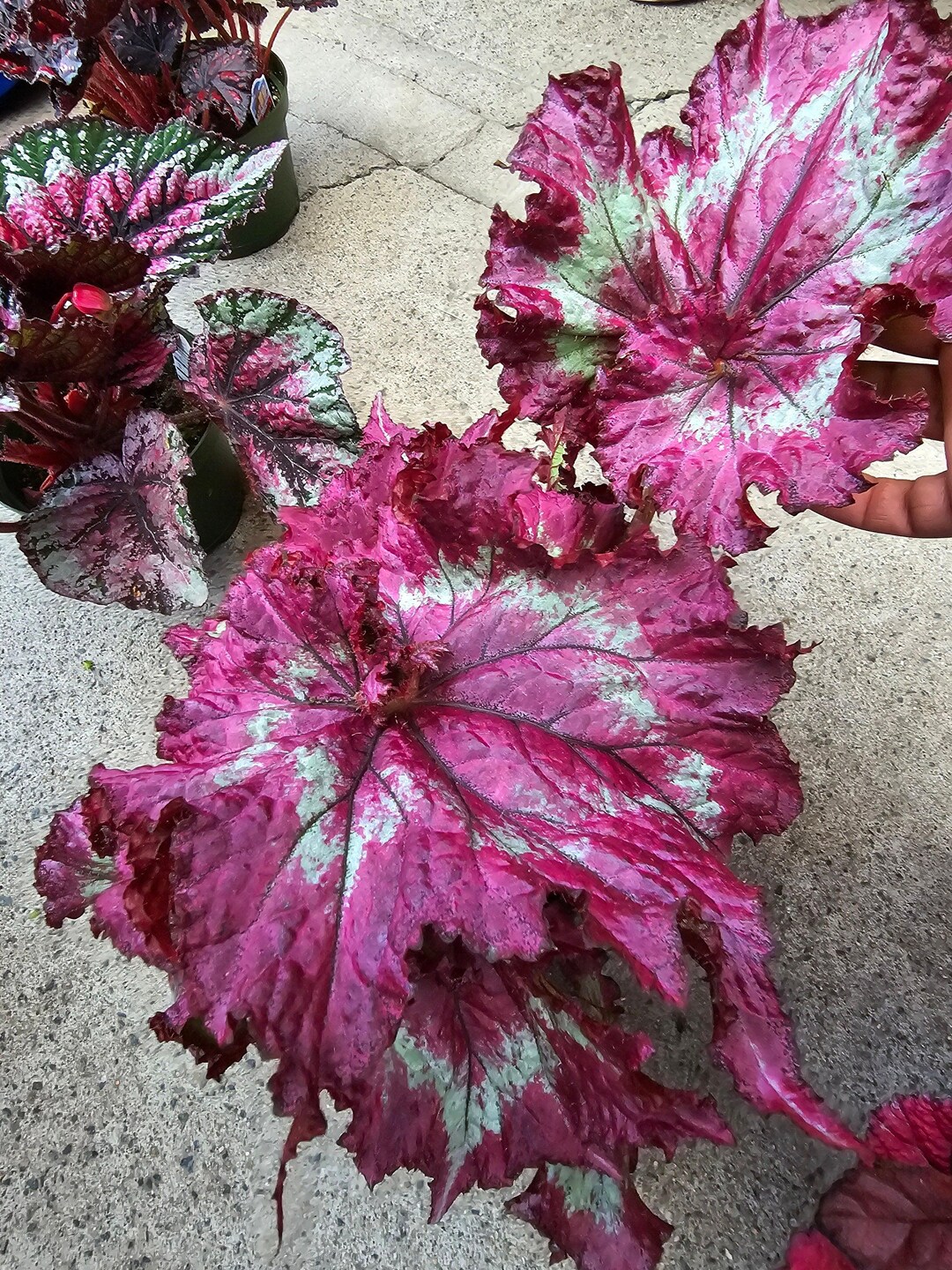 6 Inch Pot - Begonia Tie Dye - Pink Banded Raspberry Torte - T Rex ...