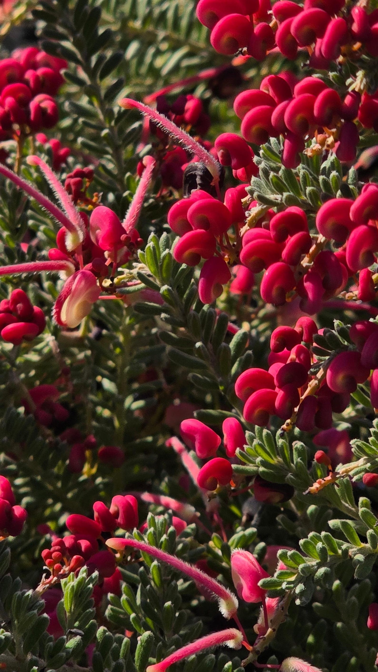 Grevillea Lanigera 'mt Tamboritha on 5 Gallon Pot - Get Similar - Etsy