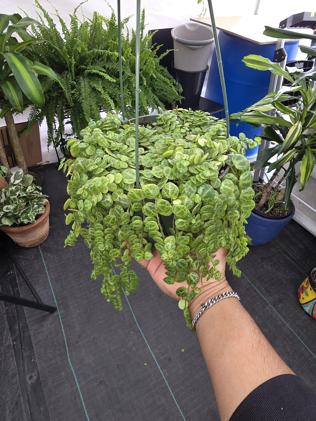 The 6 Inch Pot - String of Turtles Succulent, Beautiful Hanging Plant ...