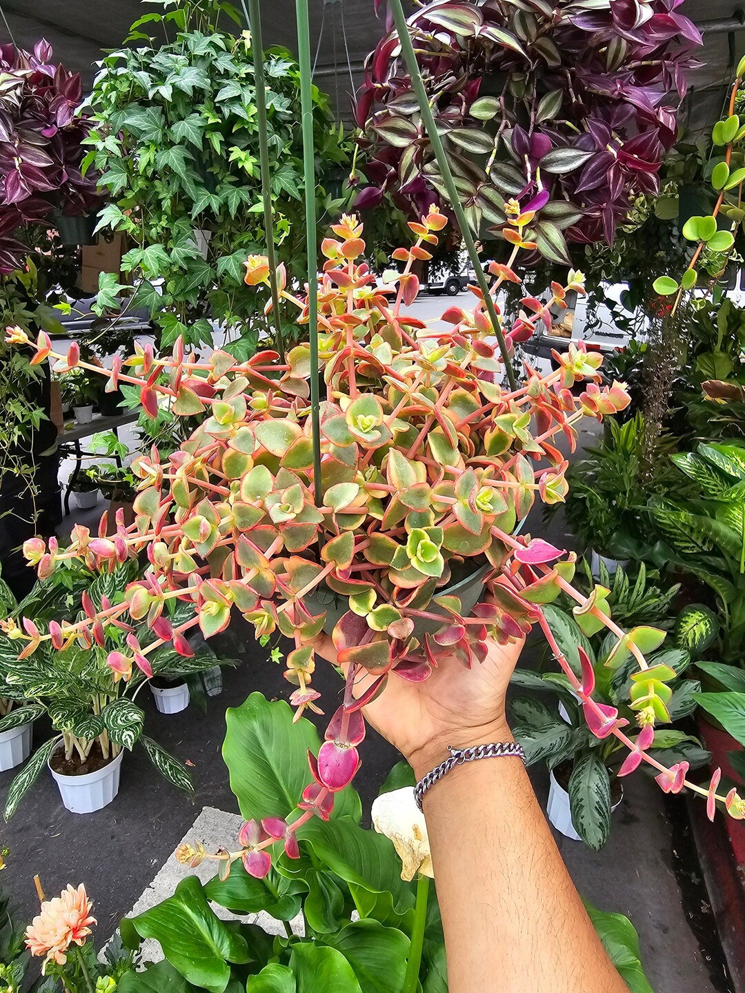 6 Inch Pot-calico Kitten Hanging Succulent, Crassula Pellucida ...