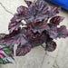 The 6 Inch Pot - Begonia Rex 'etna' - Easy Care Super Red Begonia Plant ...