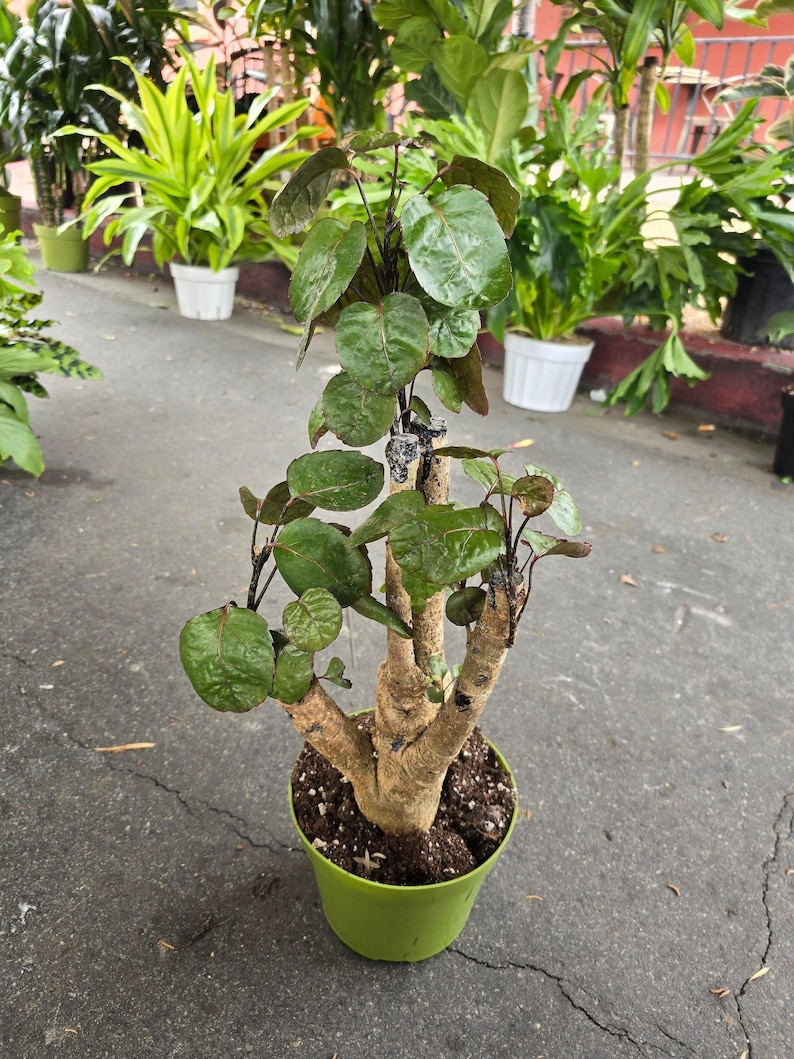 The 6 Inch Pot Fabian Aralia Tree Stump Unique Bonsai Live Plant, 6 Pot ...