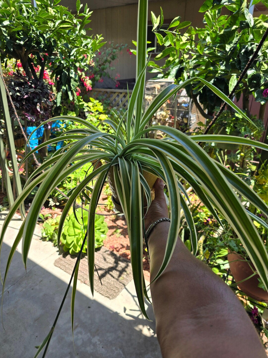 The 5 Inch Pot - Spider Plant Reversed Variegated - Exact Plant! Jun 22 ...