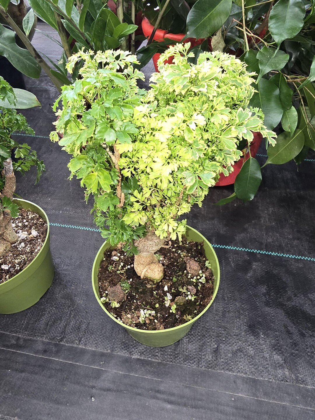 6 Inch Pot - About 12-15 Inch Tall Bonsai Variegated Green and White/yellow Ming Aralia, Get One ...