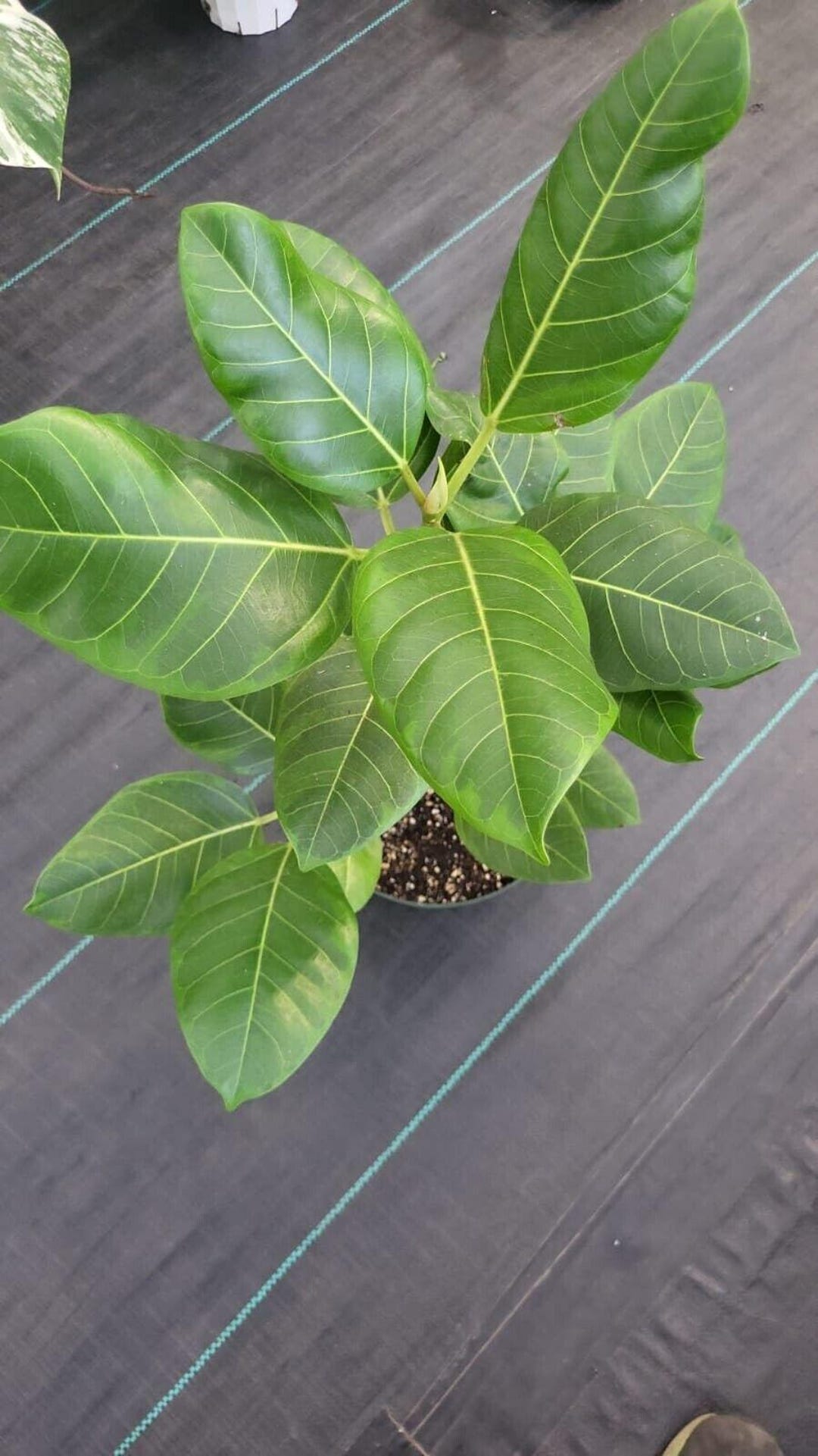 The 8" Pot - XL Size Ficus Elastica Yellow Gem Rubber Tree - #017 - Etsy