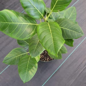 The 8" Pot - XL Size Ficus Elastica Yellow Gem Rubber Tree - #017 - Etsy
