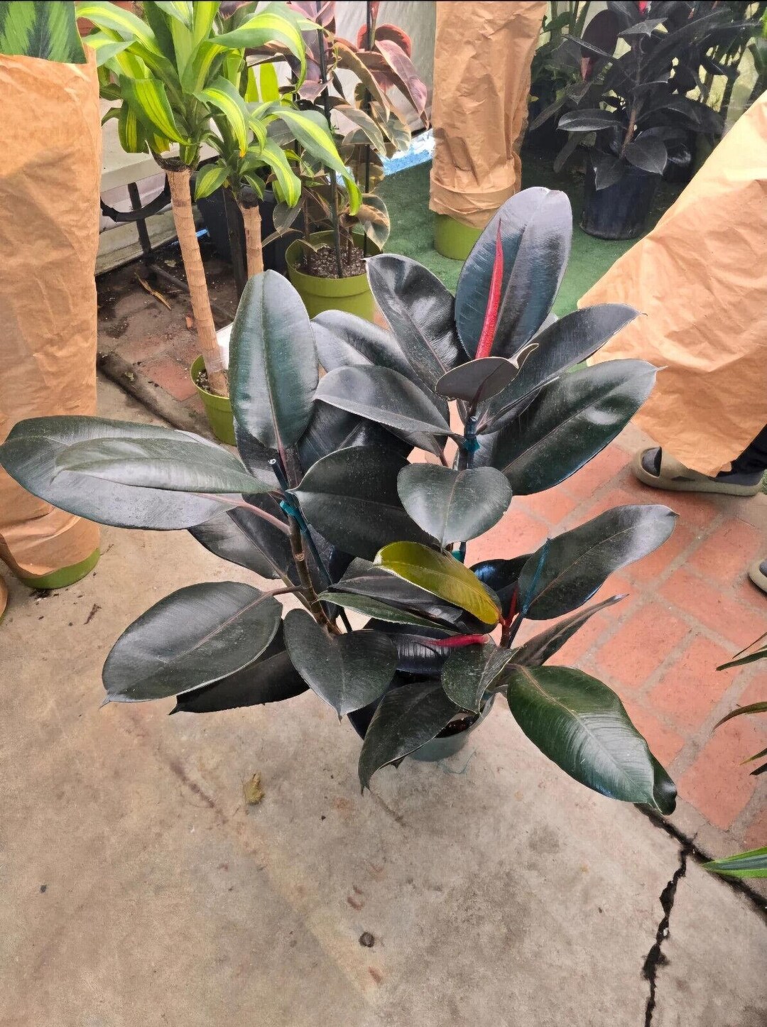 8" Pot - XL Size Ficus Elastica "cabarnet" Variegated Rubber Tree - Etsy