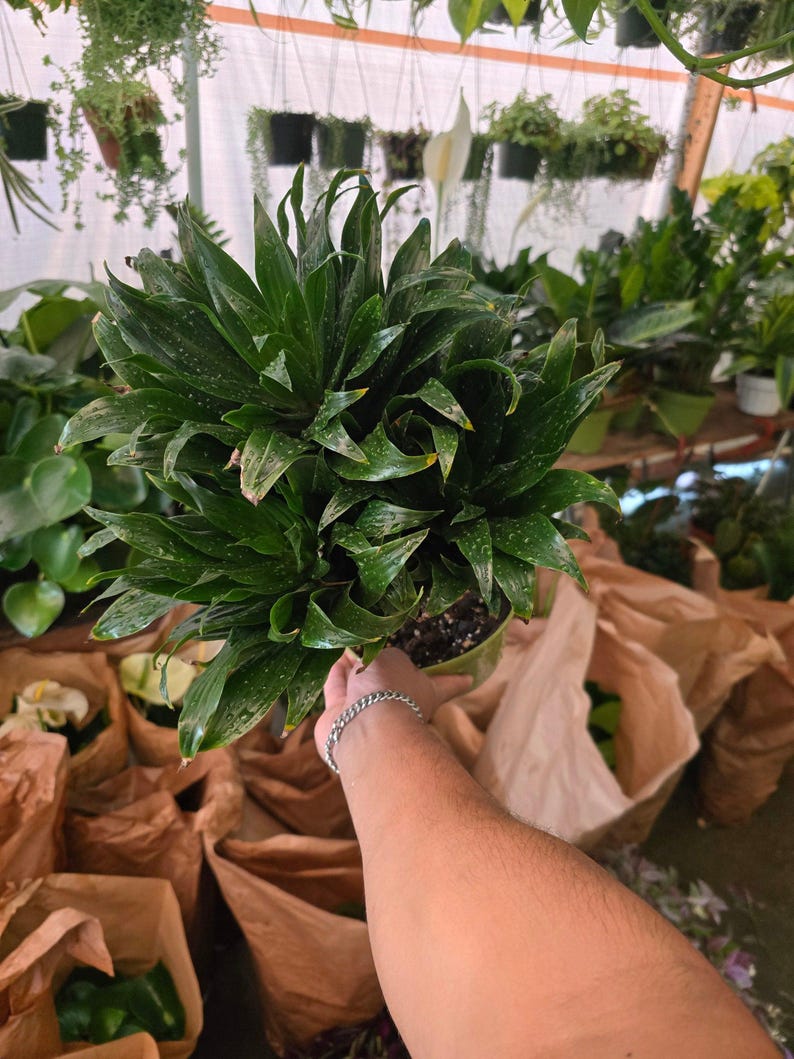 The 6 Inch Pot - Janet Craig Dragon Tree - Dracaena Fragrans- Easy to ...