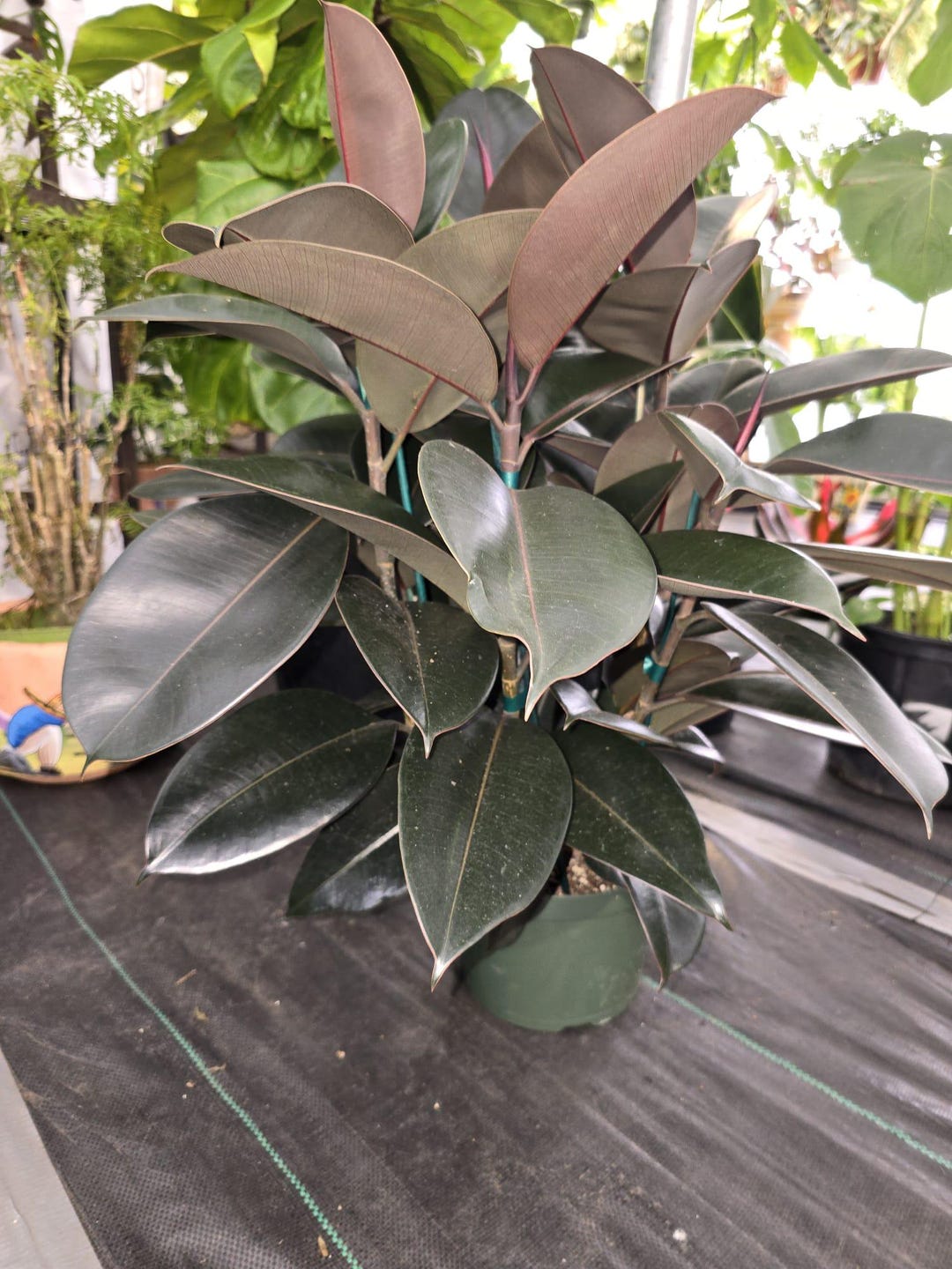 The 8" Pot - XL Size Ficus Elastica "cabarnet" Variegated Rubber Tree ...
