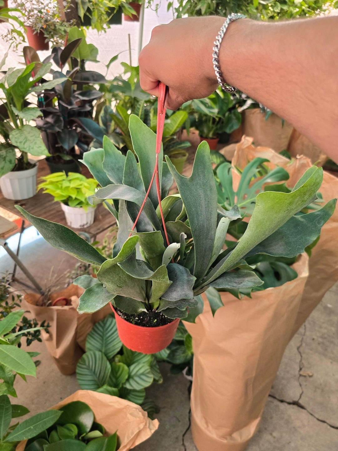 6 Inch Pot -staghorn Fern- Very Full Bushy Plant -(cuerno De Venado ...
