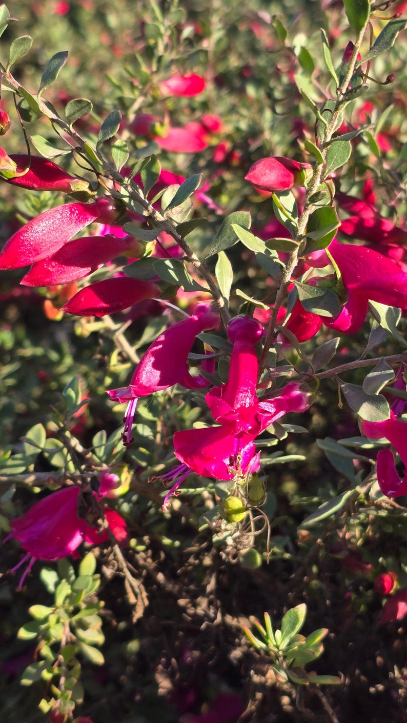 Grevillea Lanigera 'mt Tamboritha on 5 Gallon Pot - Get Similar - Etsy