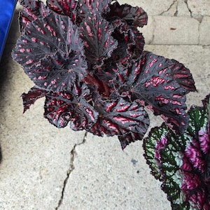 The 6 Inch Pot - Begonia Rex 'etna' - Easy Care Super Red Begonia Plant ...