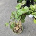 The 6 Inch Pot- Fabian Aralia Tree Stump Unique Bonsai Live Plant, 6 ...