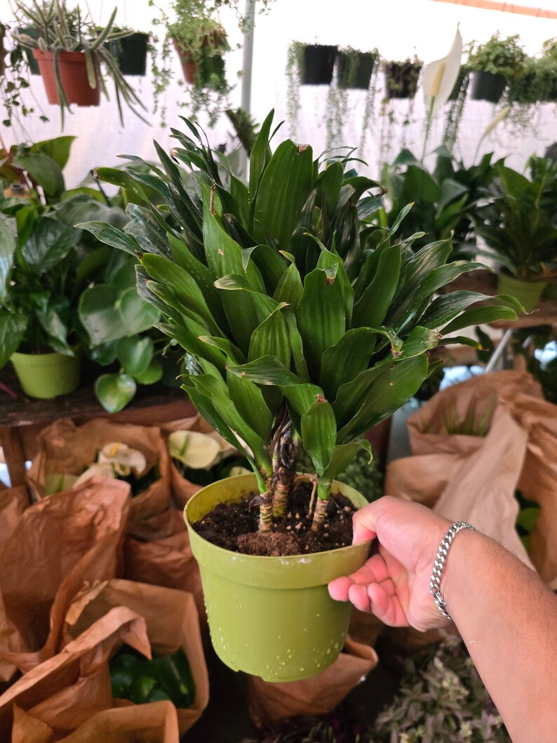 The 6 Inch Pot - Janet Craig Dragon Tree - Dracaena Fragrans- Easy to ...