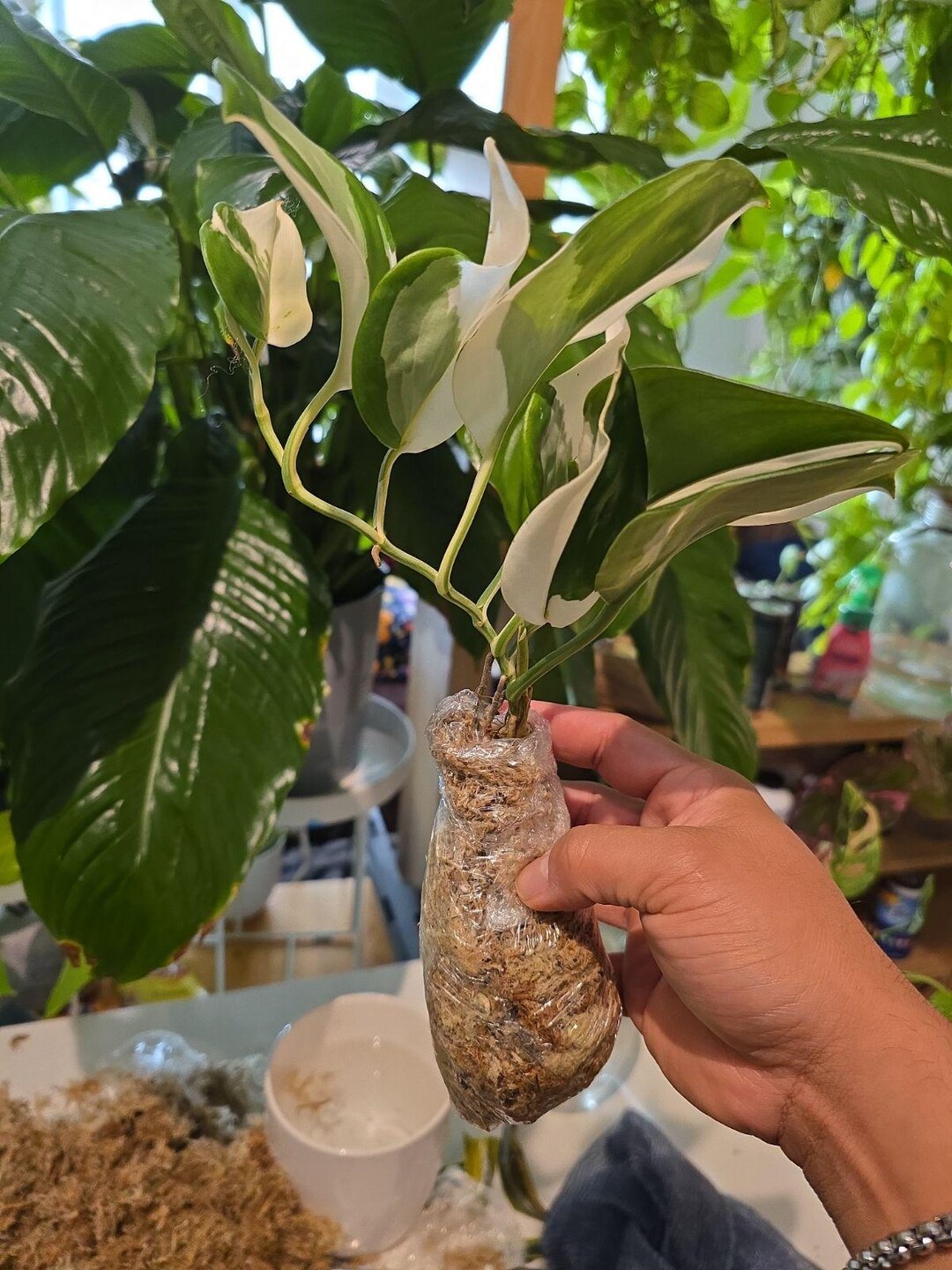 Scindapsus Albo Variegated, Root in Moss 4-5 Get Similar - Etsy