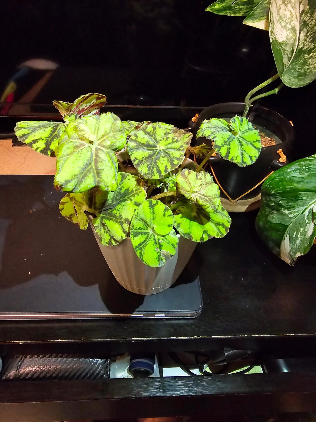 The 4 Inch Pot, Exact Plant begonia Tiger Kitten Paws, Cute Plant Easy ...
