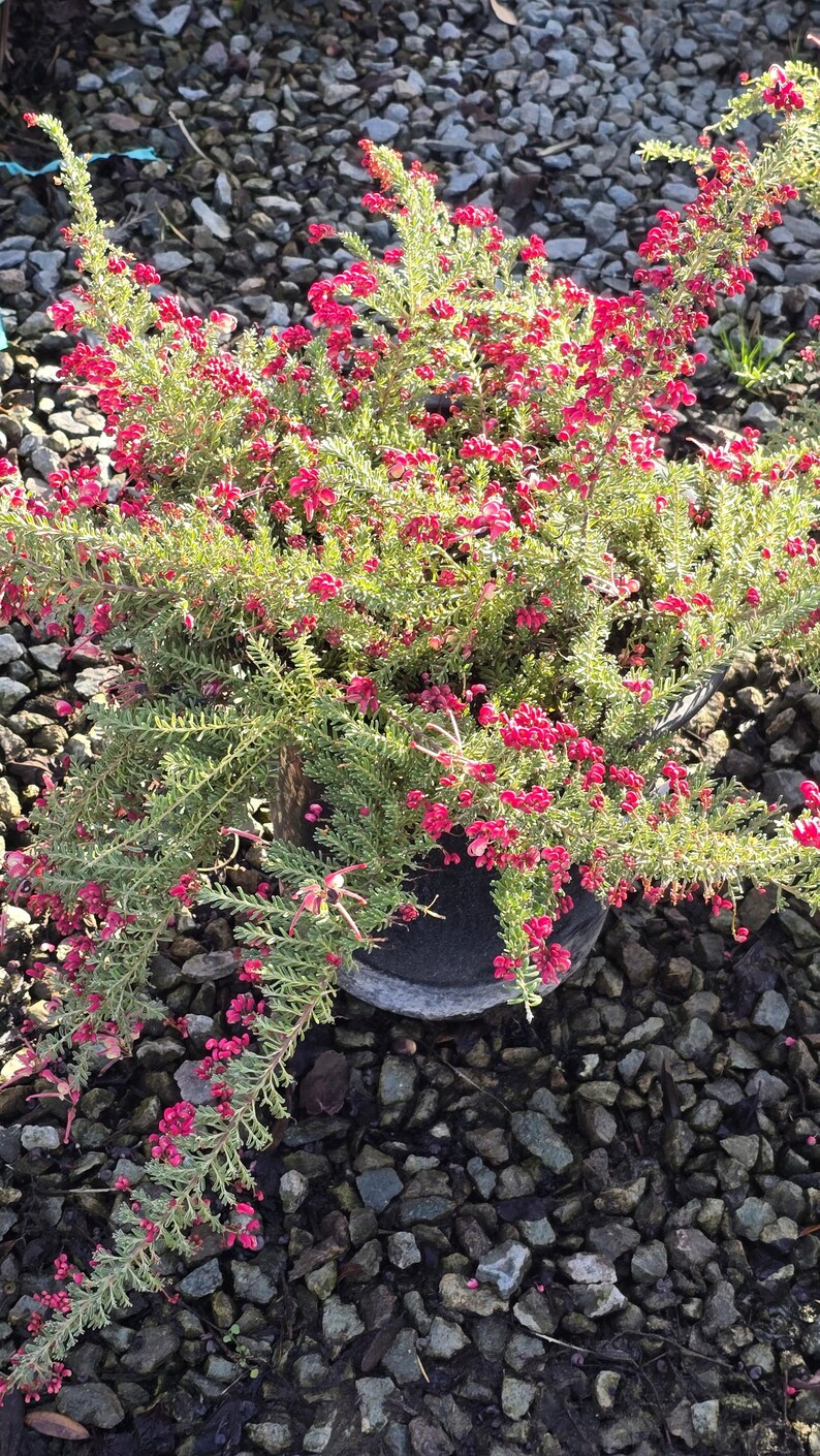 Grevillea Lanigera 'mt Tamboritha on 5 Gallon Pot - Get Similar - Etsy