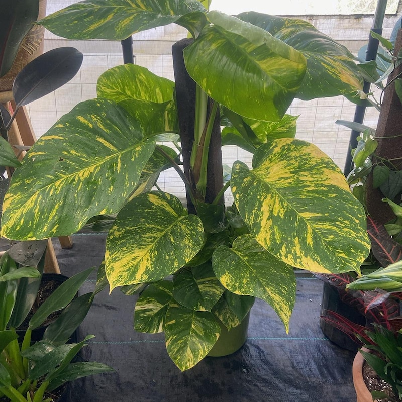 Hawaiian Pothos - Etsy