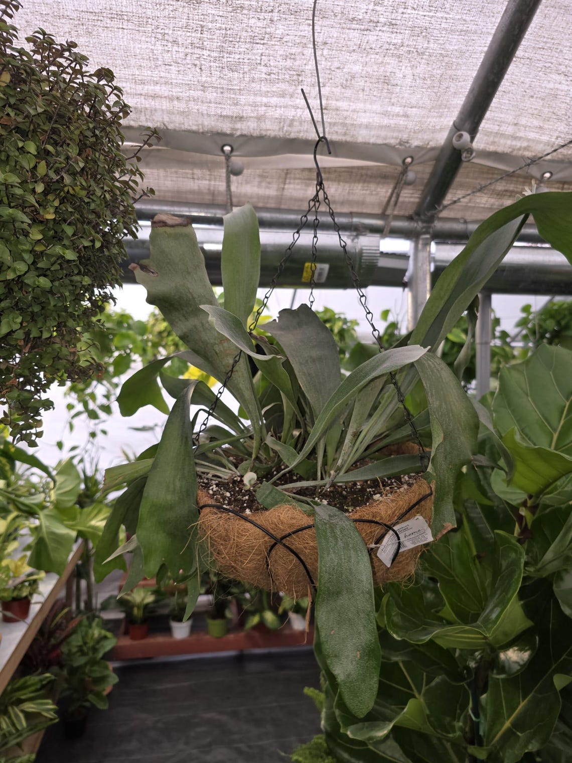 The 10 Inch Basket-staghorn Fern- Very Full Bushy Plant -(cuerno De ...