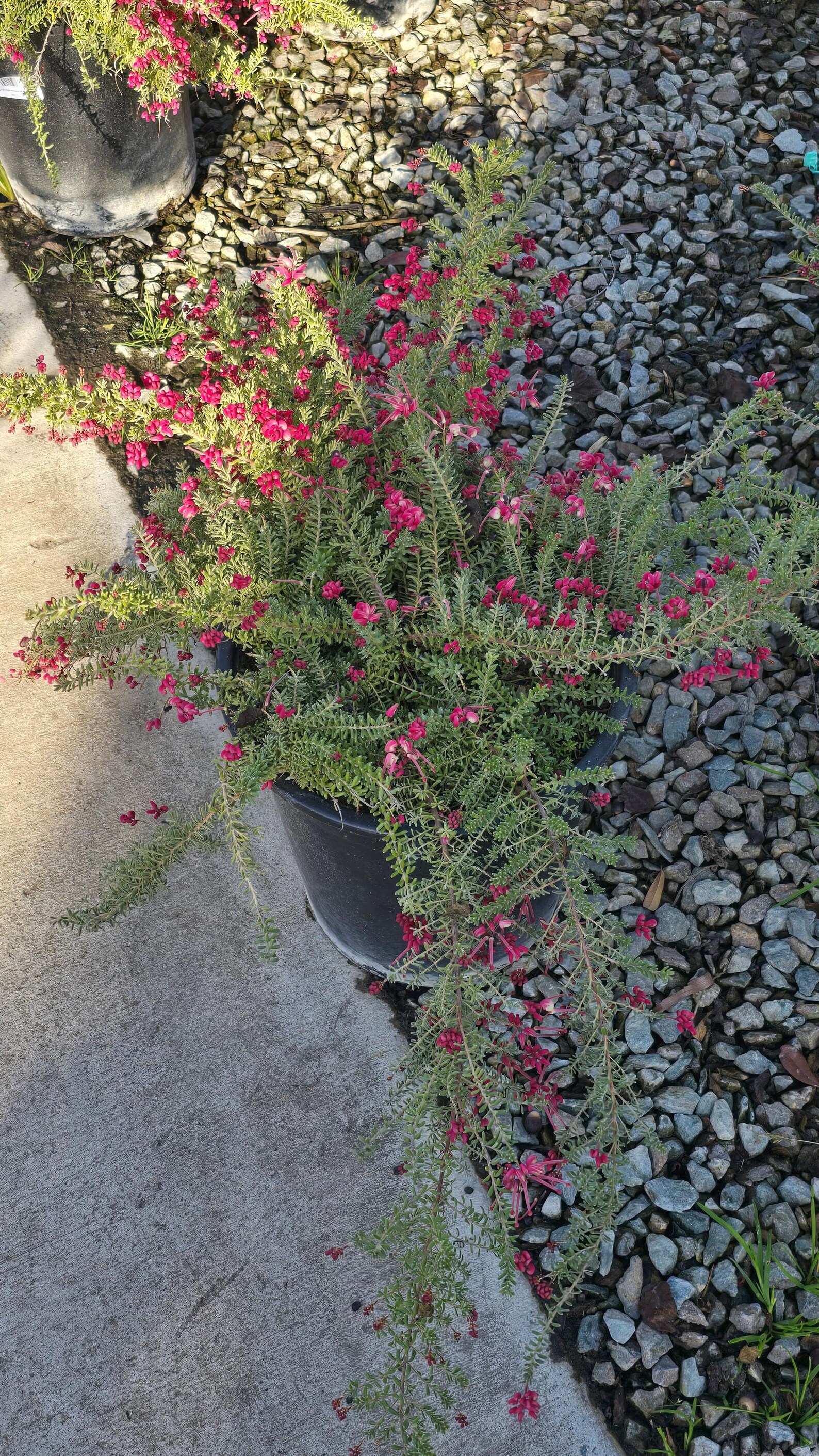 Grevillea Lanigera 'mt Tamboritha on 5 Gallon Pot - Get Similar - Etsy
