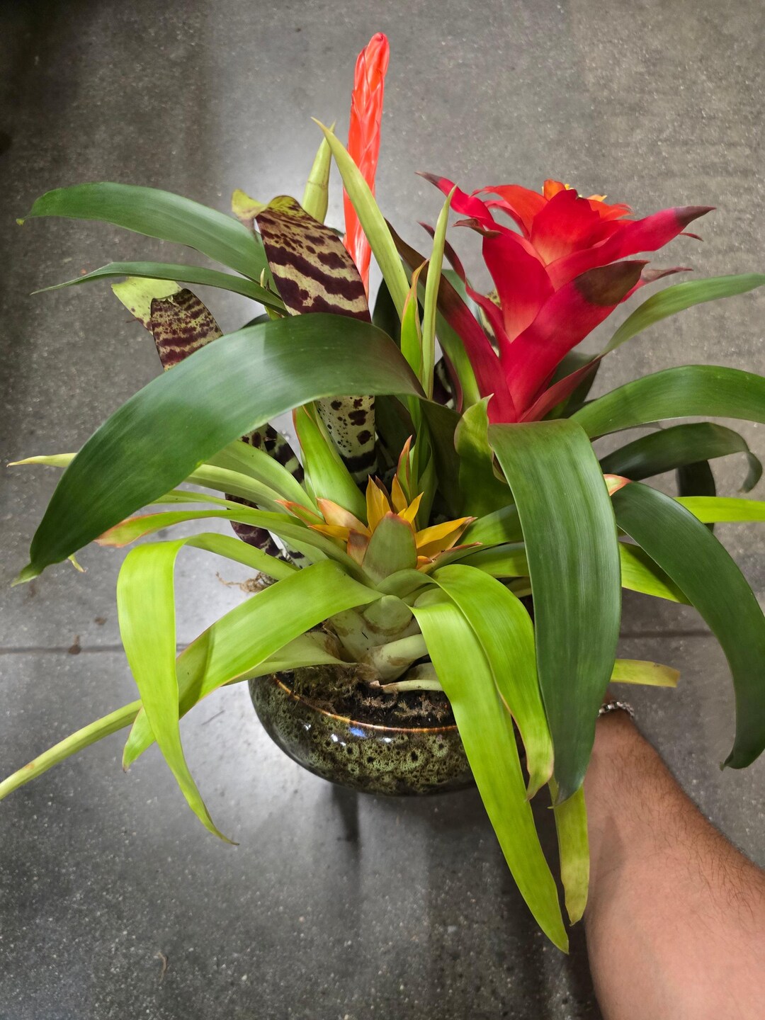 The 8 Inch Pot- Bromelia Mix Gift Plant Indoor - Get Similar - Etsy