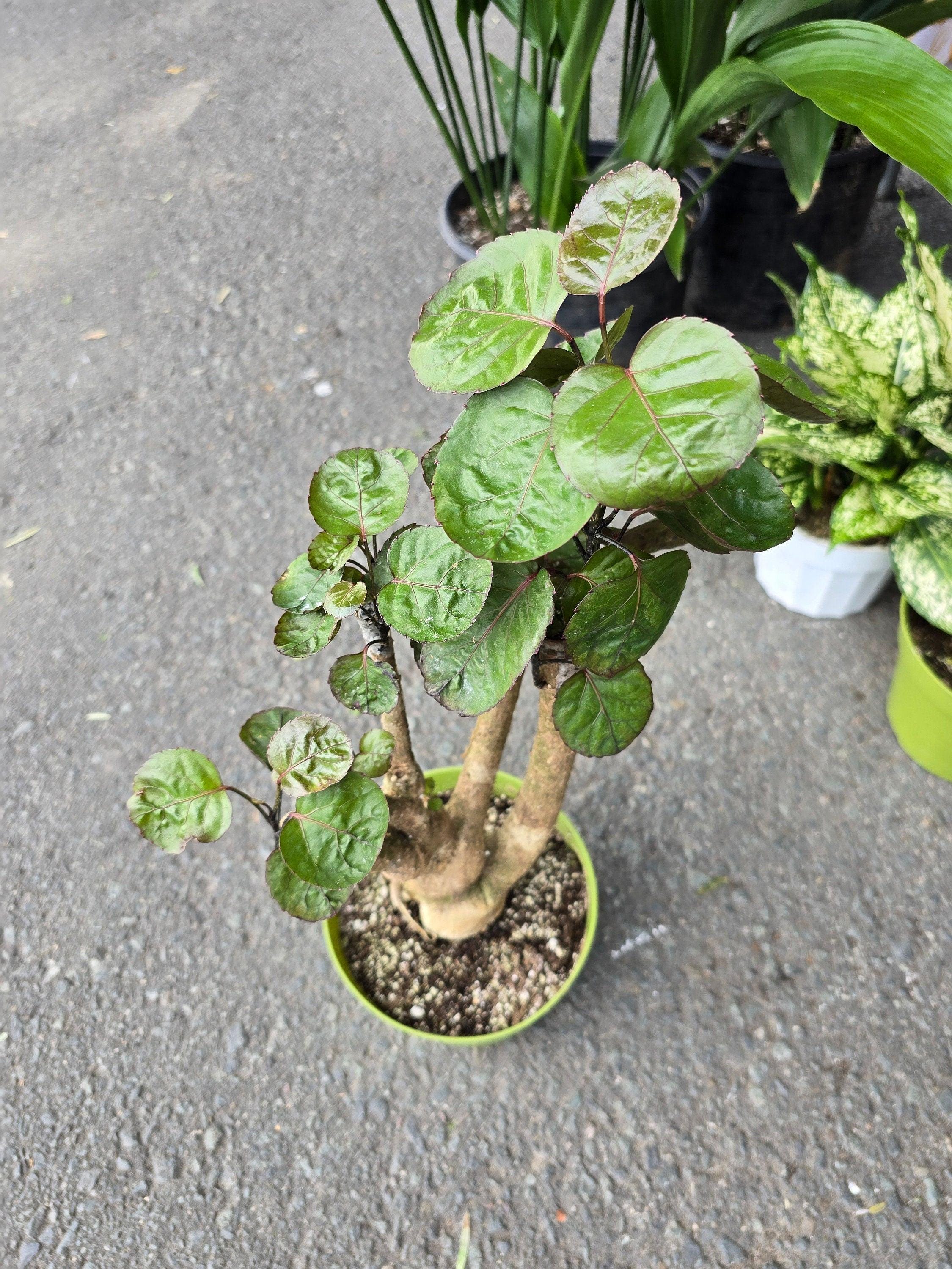 6 Inch Pot- Fabian Aralia Tree Stump Unique Bonsai Live Plant, 6" Pot ...