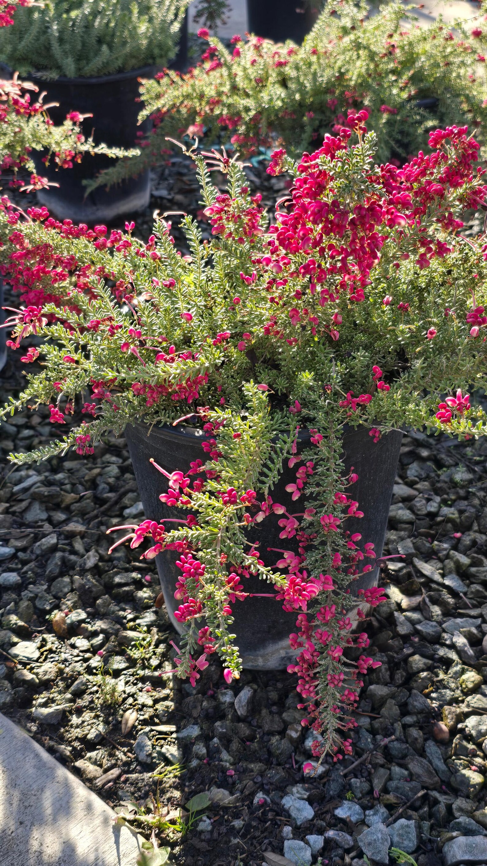 Grevillea Lanigera 'mt Tamboritha on 5 Gallon Pot - Get Similar - Etsy