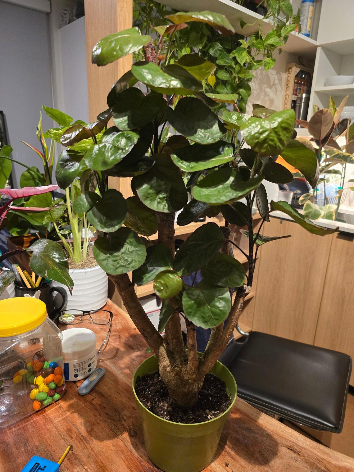 The 6 Inch Pot- Fabian Aralia Tree Stump Unique Bonsai Live Plant, 6 ...
