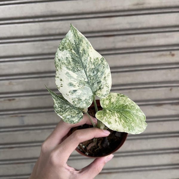 Monstera Devil Monster - Etsy