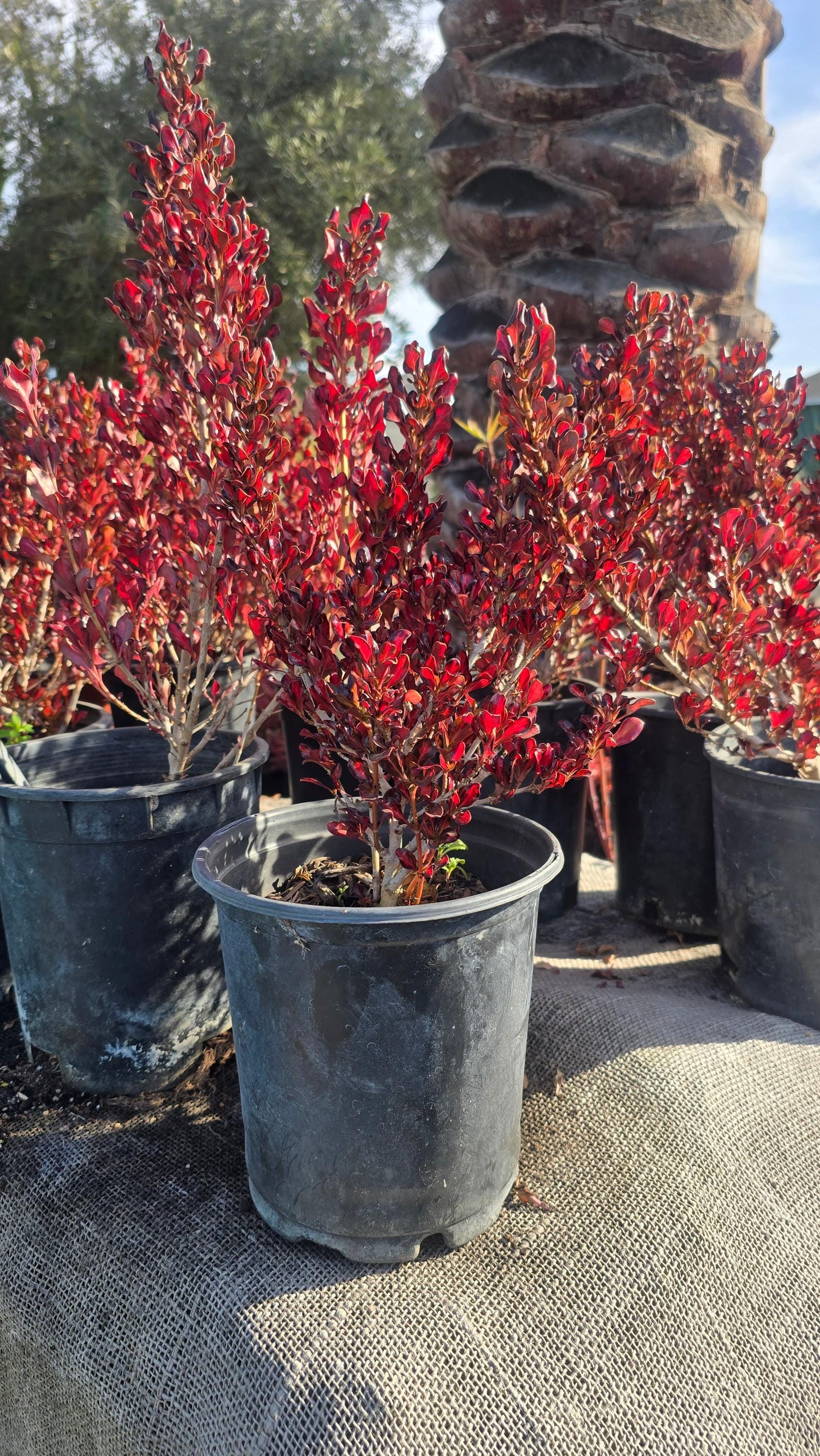 Coprosma Repens 'pacific Sunset' on 1 Gallon Pot - Get Similar - Etsy