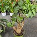 The 6 Inch Pot- Fabian Aralia Tree Stump Unique Bonsai Live Plant, 6 ...