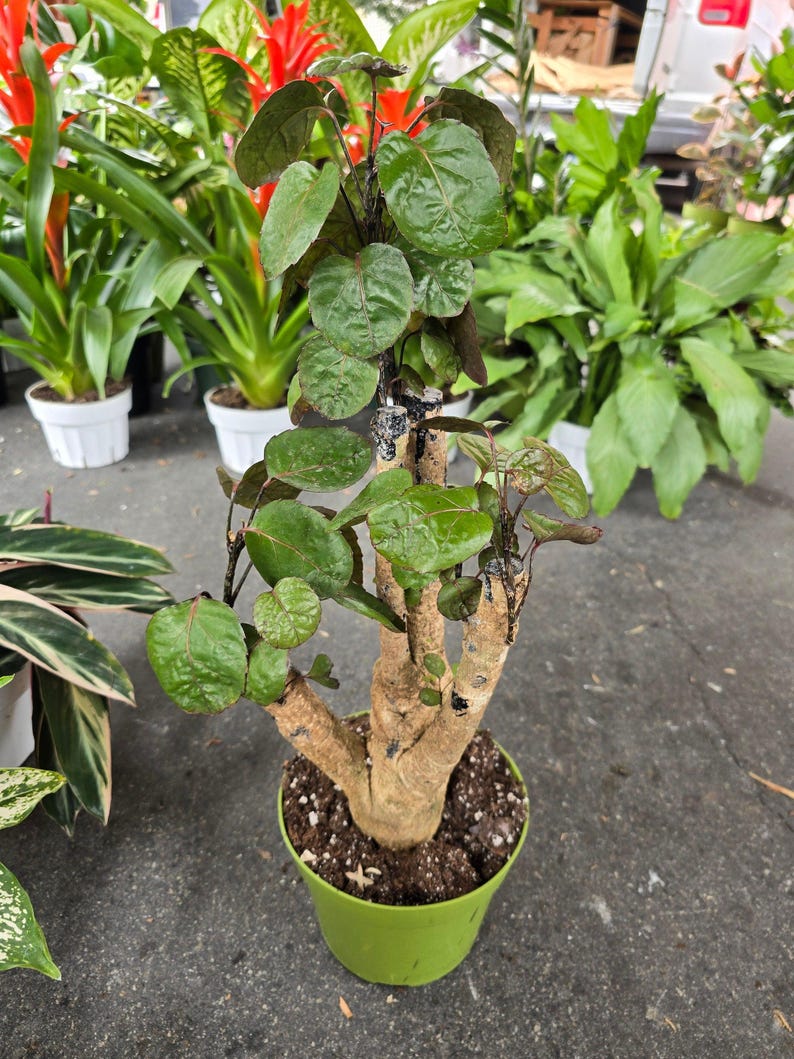 The 6 Inch Pot- Fabian Aralia Tree Stump Unique Bonsai Live Plant, 6 ...