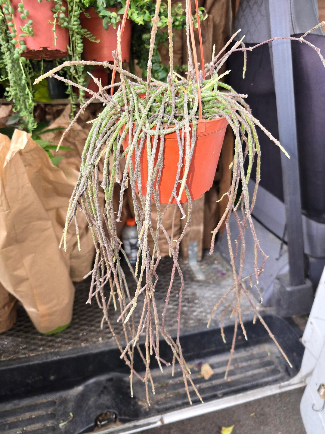 The 6 Inch Pot -cynchanum Marnierianum|dead Stick Plant|bundle of ...