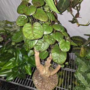 The 6 Inch Pot- Fabian Aralia Tree Stump Unique Bonsai Live Plant, 6 ...