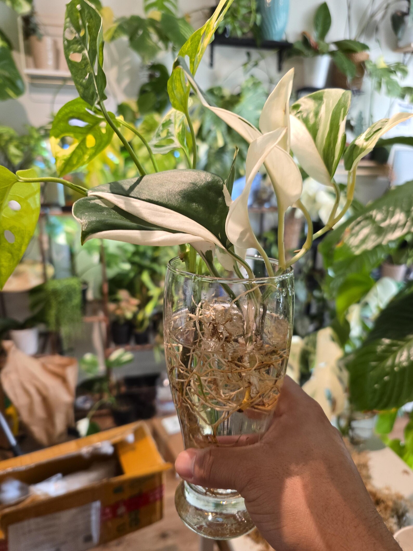 Scindapsus Albo Variegated, Root in Moss 4-5 Get Similar - Etsy
