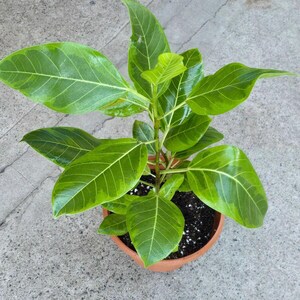 The 8" Pot - XL Size Ficus Elastica Yellow Gem Rubber Tree - #017 - Etsy