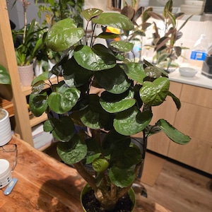 The 6 Inch Pot- Fabian Aralia Tree Stump Unique Bonsai Live Plant, 6 ...