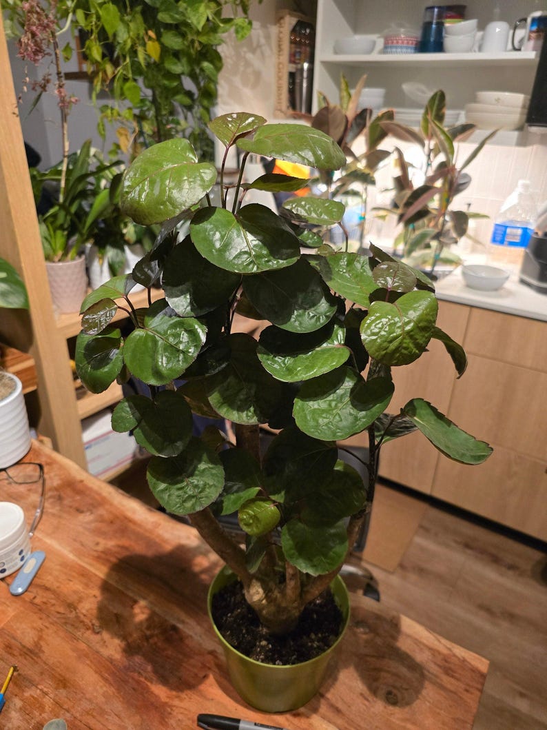 The 6 Inch Pot- Fabian Aralia Tree Stump Unique Bonsai Live Plant, 6 ...