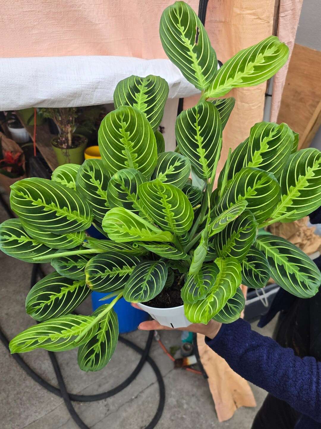 6 Inch Pot - Lemon Lime Prayer Plant, Lemon Lime Marantha, Popular and ...