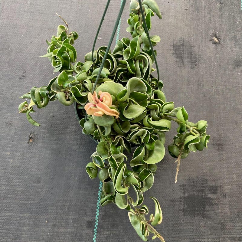 Hindu Rope Variegated - Etsy