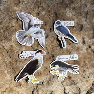 Individual Sticker Falcons - Etsy