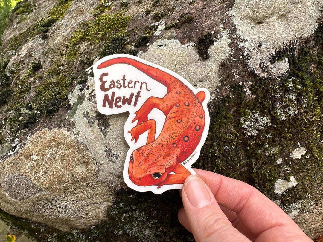 Eastern Newt - Vinyl Sticker - Etsy