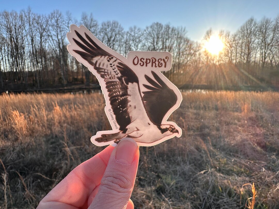 Osprey Sticker: Durable Vinyl Bird Decal (3x3 Inch) - Etsy