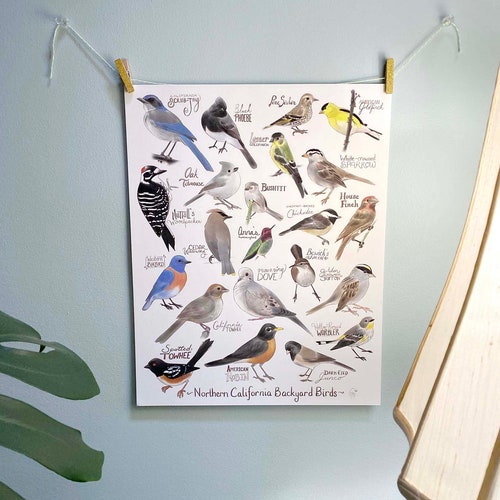 California Backyard Birds Field Guide Art Print / Watercolor - Etsy