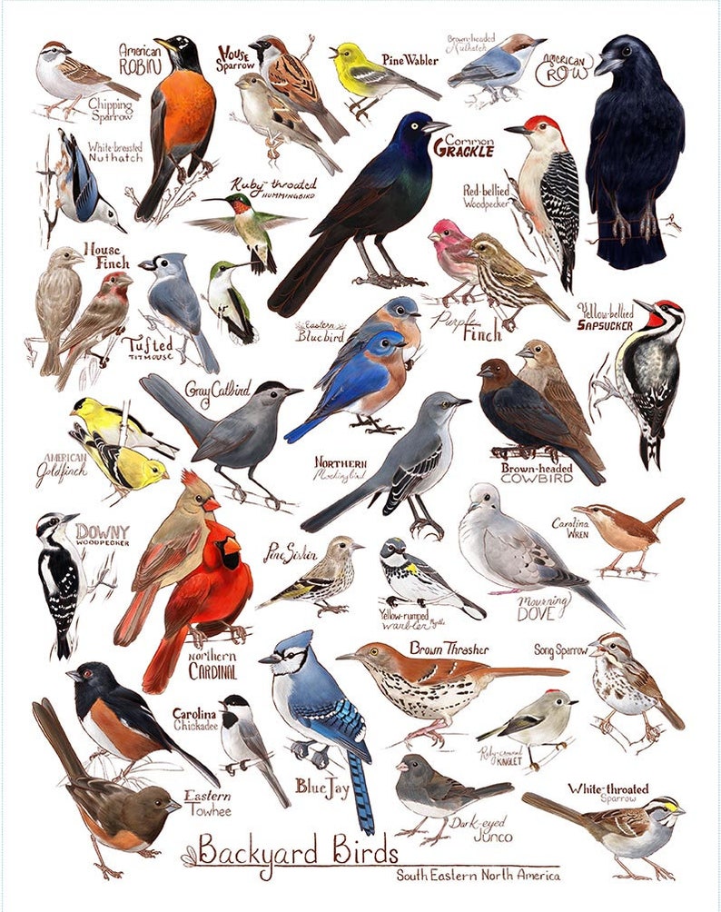 Backyard Birds of South Eastern North America - Etsy