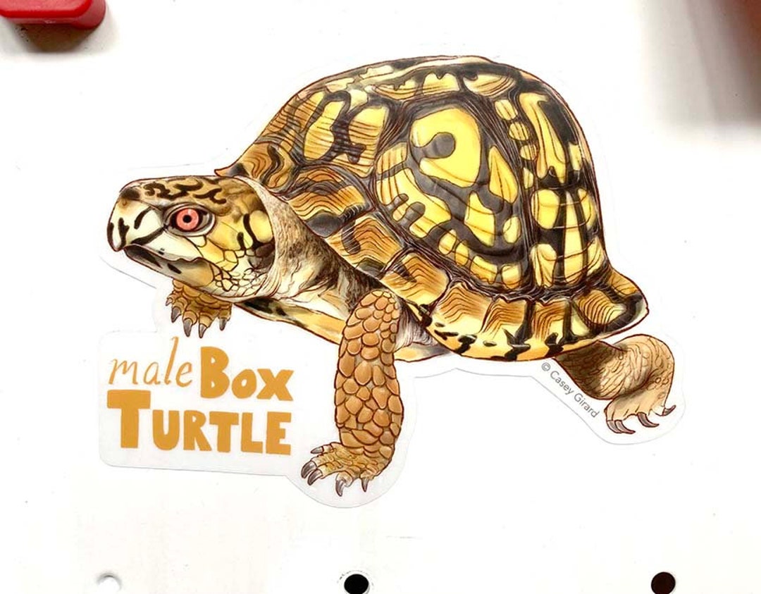 Male Box Turtle Clear Vinyl Sticker - Etsy