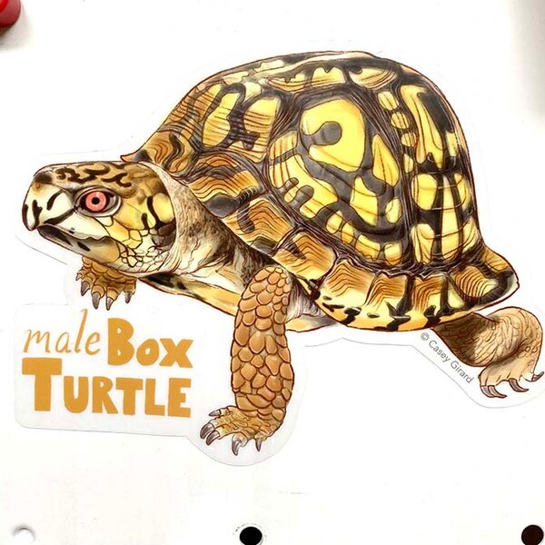 Box Turtle - Etsy